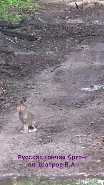 Русская гончая Аргон вл. Шатров В.А. #охотасгончей#собака #животные #топ #hunting