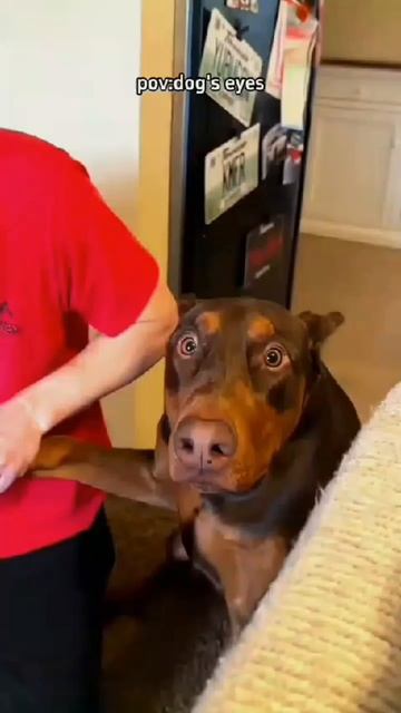 Реакция собак на стрижку когтей