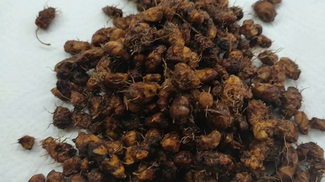 Земляной орех выращен, эксперимент удался.