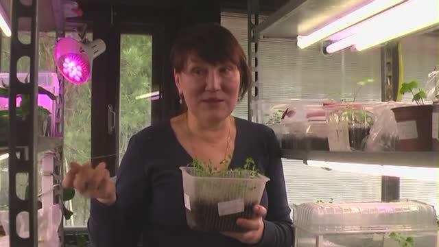 Как правильно выращивать растения в лаборатории