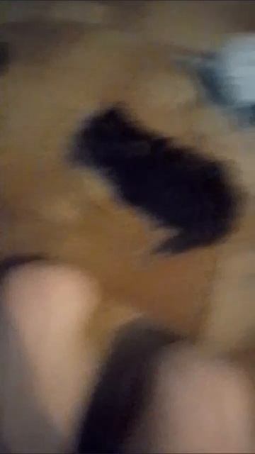 безымянный (почему коты это сложно)