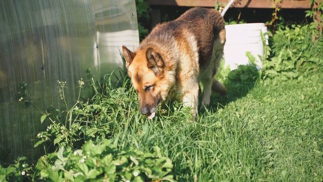 10 самых опасных пород собак