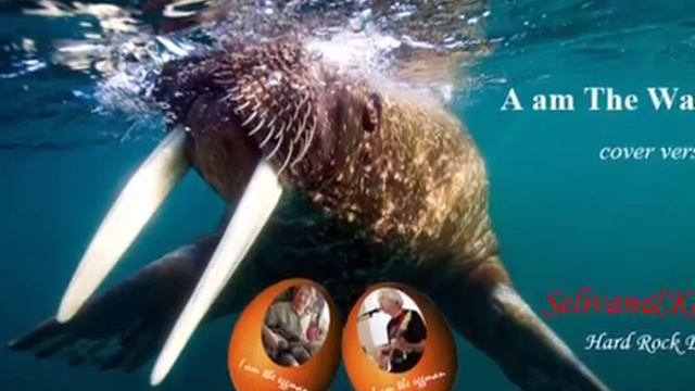 S&K I'm the Walrus cover The Beatles