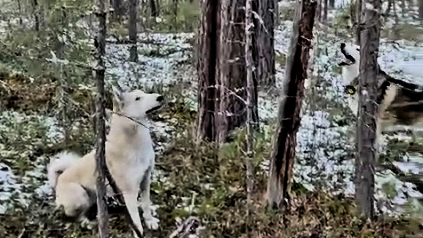 Потомки от Златы и Белкуньи