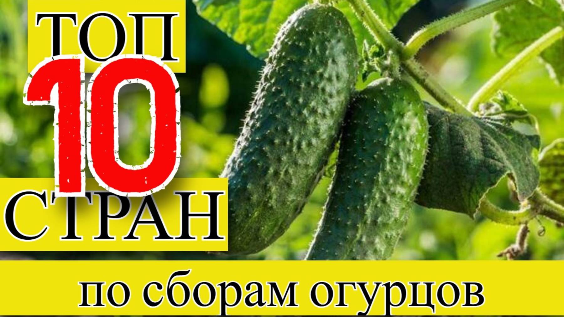 ОГУРЦЫ: ТОП 10 стран по сборам огурцов (1961–2023)