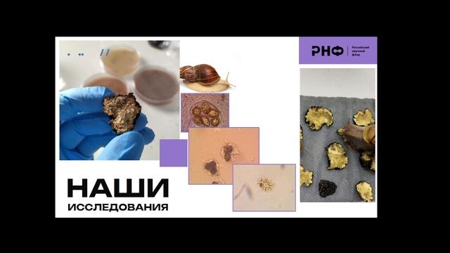 Всероссийский лекторий РНФ. Пара слов о русском трюфеле