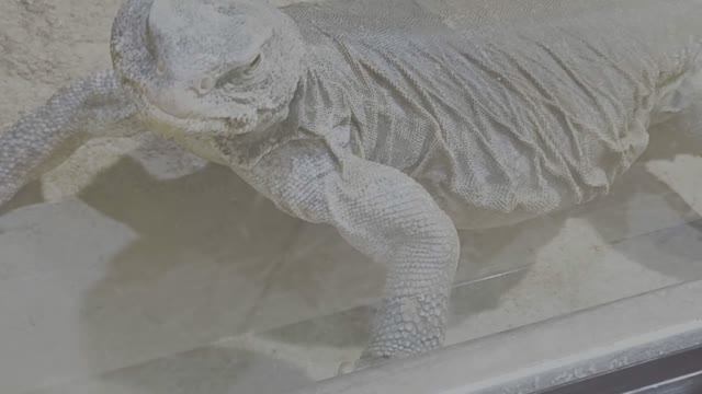 Неразлучные друзья: Шипохвост и египетская черепаха — совместные прогулки без скуки.