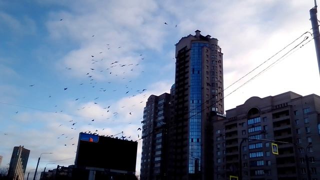 Стая голубей любит летать по кругу над перекрёстком.