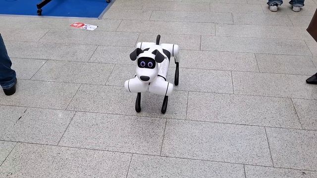 Робот-собака. Выставка образования. 01.11.2025