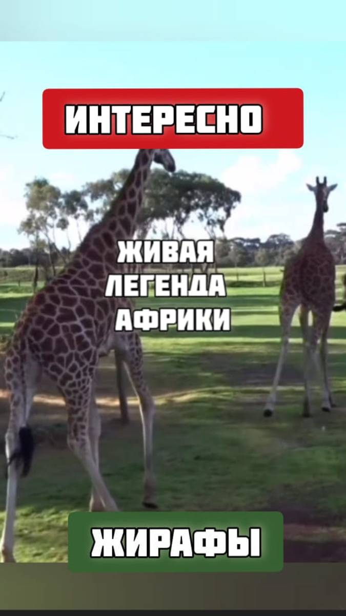 Живая легенда Африки. Тайны самого высокого животного в мире