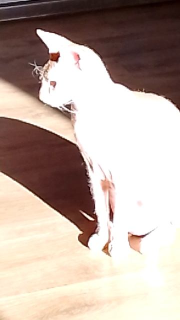 Кот Боб — на камере белый