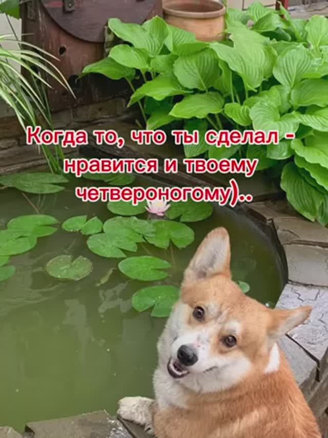 Водоем во дворе - идеальное место для питомца)