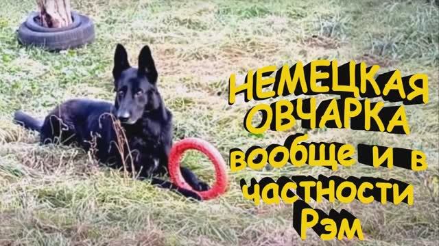 НЕМЕЦКАЯ ОВЧАРКА вообще и в частности Рэм