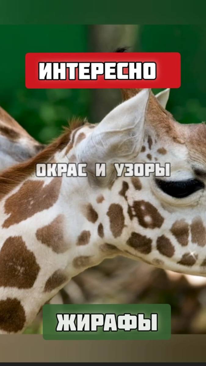 Окрас и узоры жирафов. Тайны самого высокого животного в мире