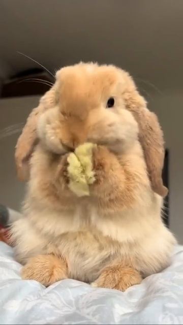 Милота с утра