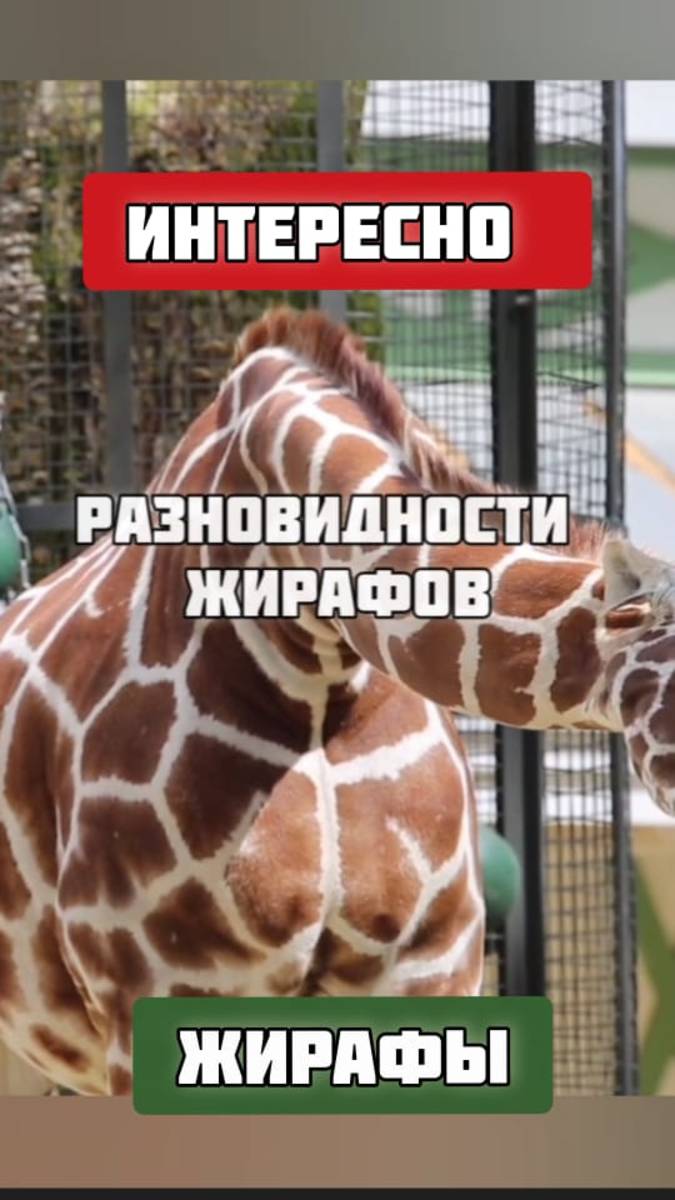 Разновидности жирафов. Тайны самого высокого животного в мире