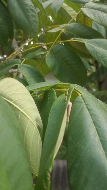 Что это за плод (фрукт)? (Грузия) 14.07.2025