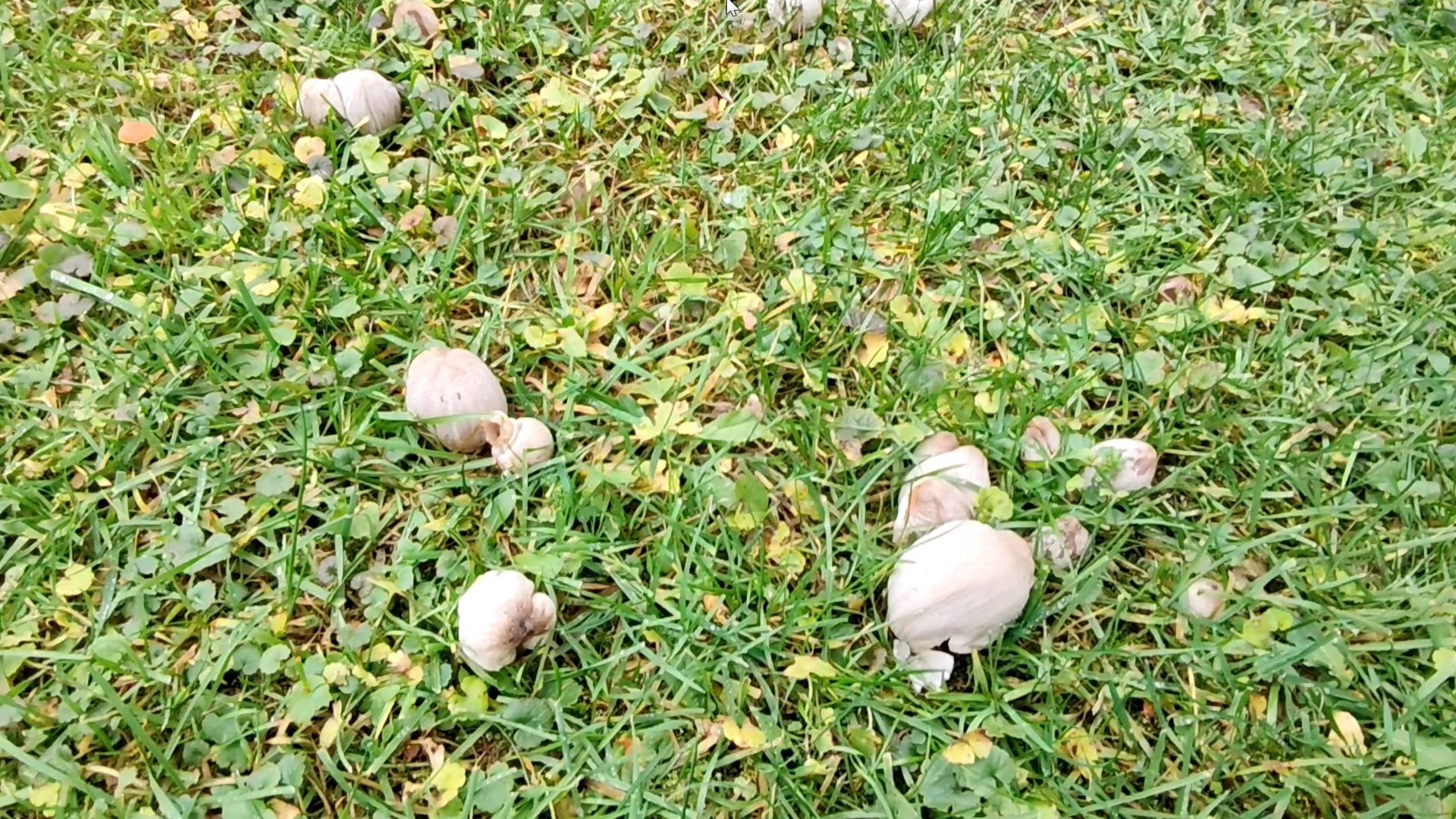 Условно съедобный гриб Навозник серый