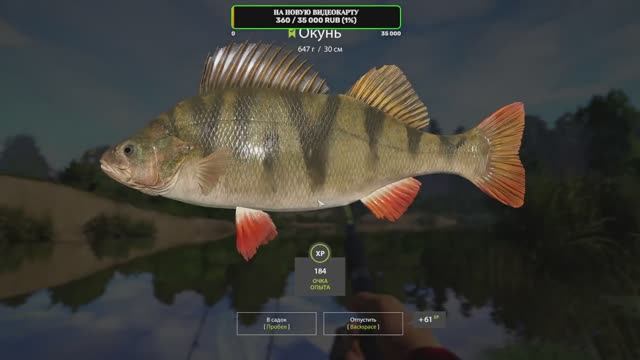 РР4 Вьюнок. Окунь.