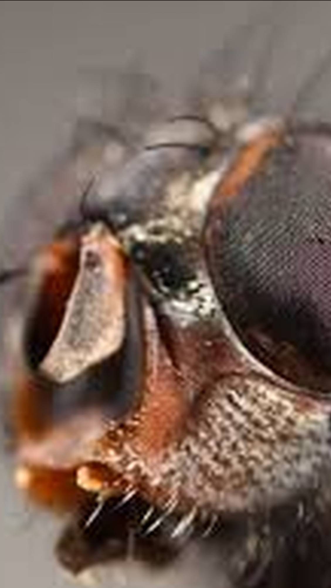 Интересные факты о мухах.