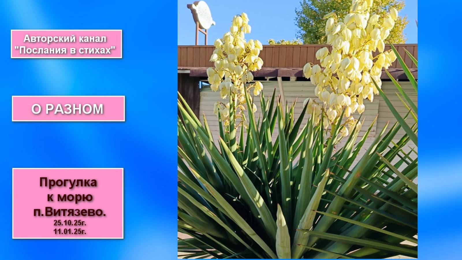 Прогулка к морю 01.11.25г. п. Витязево, г-к. Анапа