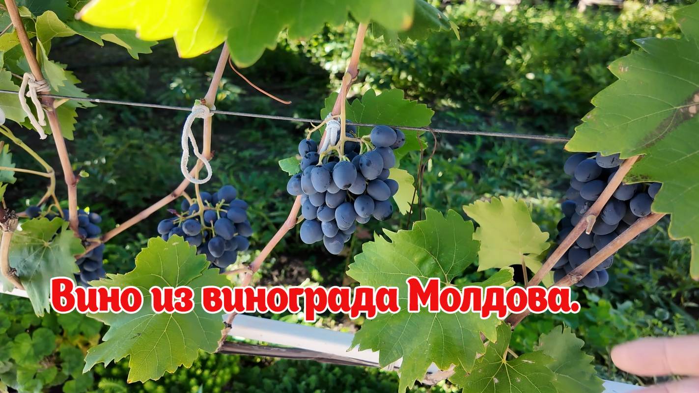 Вино из винограда Молдова. _Урожай 2025 года. Вино в домашних условиях.