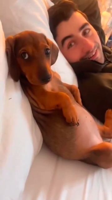 Не зря говорят, что животные похожи на своих хозяев 😁😁😁  Смотреть больше приколов👉  🇷🇺 VideoCo