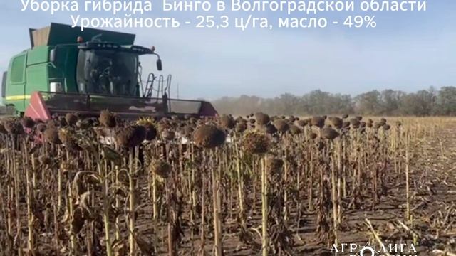 Уборка подсолнечника Бинго в Волгоградской области