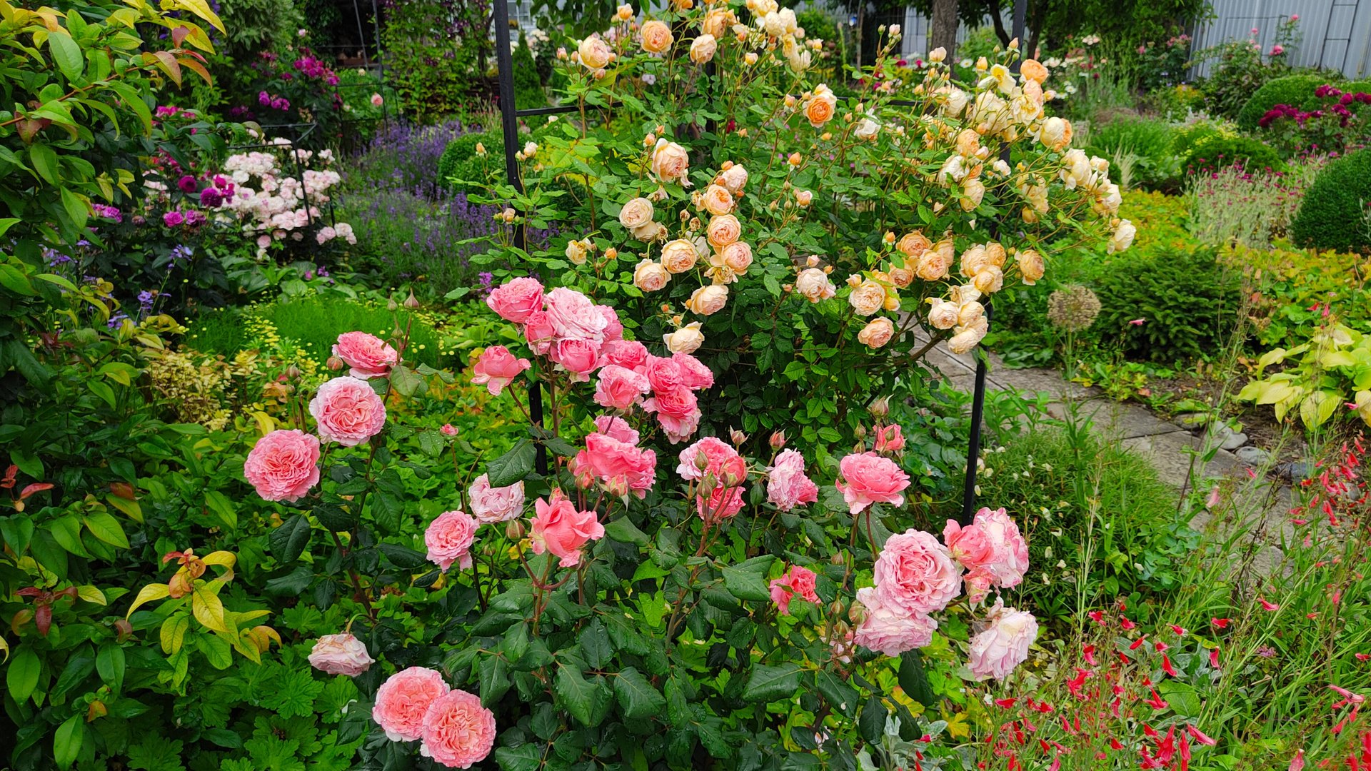 А вы сажаете розы Д.Остина? Полный обзор моих 10 сортов. Летняя прогулка по южному саду Пятигорск.