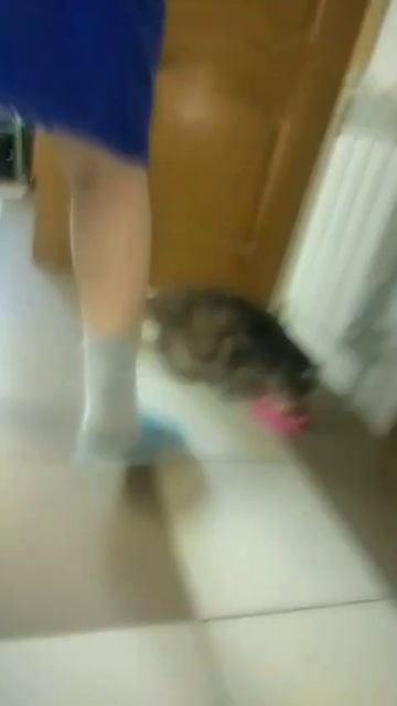 2_5402126 Иришка кошка лиська кошка кошка мушка кот кот Том кот кот кот кот кот Том Том Том Том Том