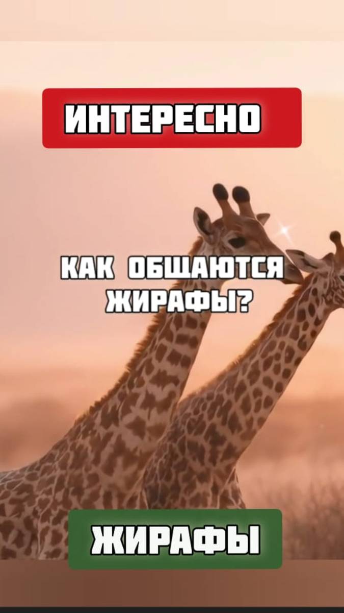 Как общаются жирафы. Тайны самого высокого животного в мире