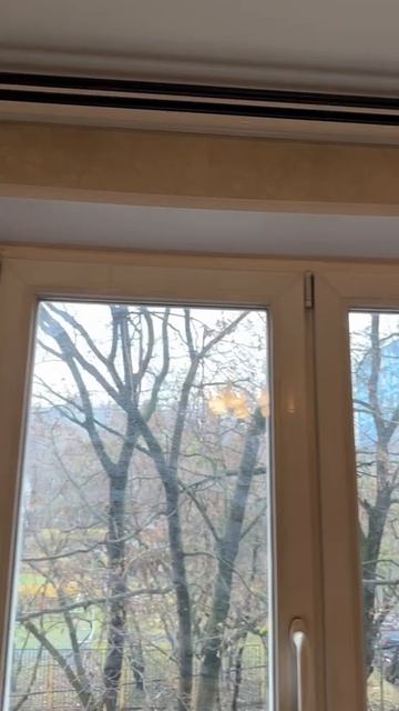 Уничтожение плесени на обоях!