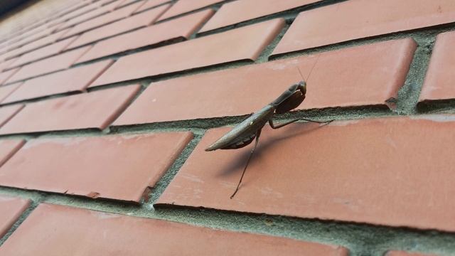 Самка богомола готовится откладывать яйца