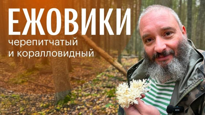 Ежовик черепитчатый и коралловидный. Михаил Вишневский
