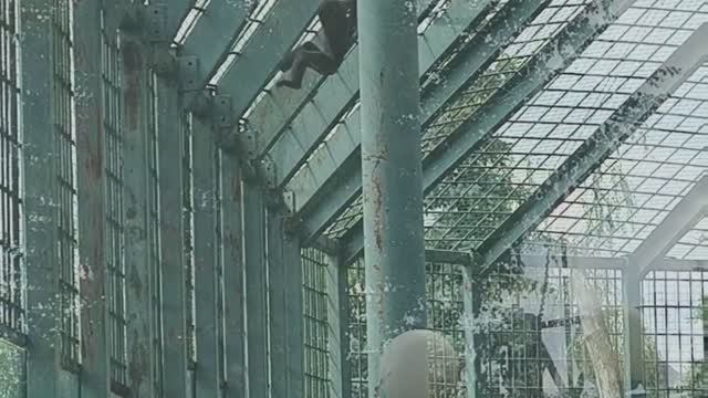 Прирождённый акробат: Чернорукий гиббон — высший пилотаж в мире обезьян.