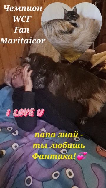 Мейн кун Фантик и папа