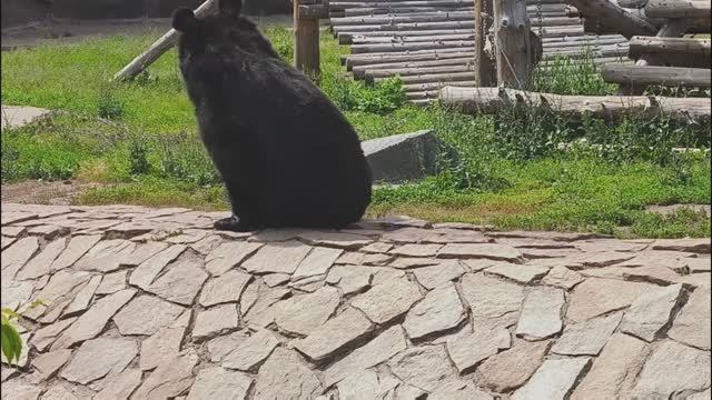 Медведь, который любит людей: Уникальное видео общения с уссурийским исполином!