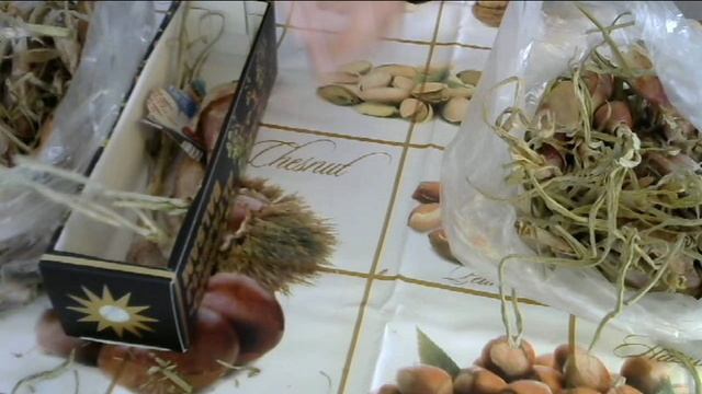 Урожайность лука шалота из семян (чернушки)