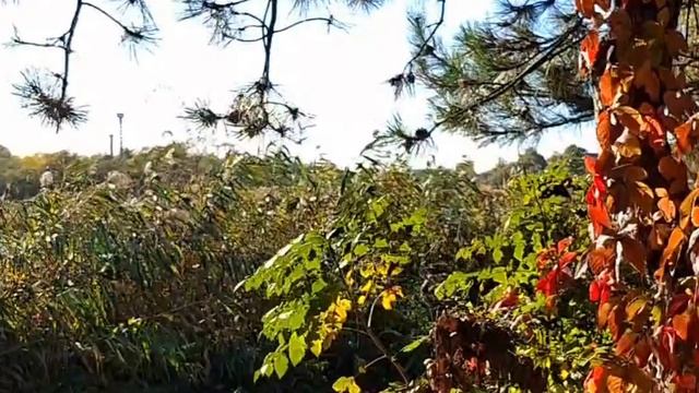 Зарисовка, прогулка вдоль Анапки