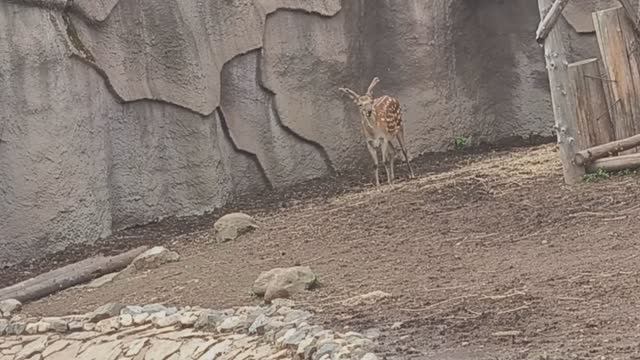 Кто здесь главный? Японская макака устанавливает правила для пятнистого оленя