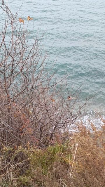 31.10.25, купаются