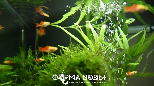 «Малахитовая шкатулка», пресноводный аквариум с растениями 120 литров.