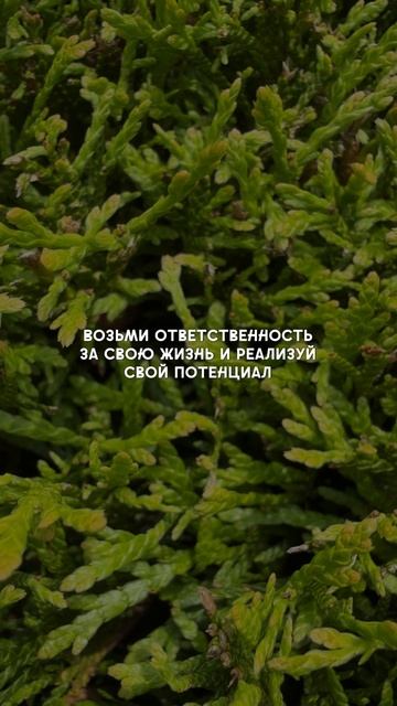 Всё вокруг шумит — новости, работа, тревоги