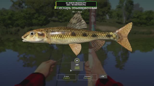 РР4 Вьюнок. Пескарь.