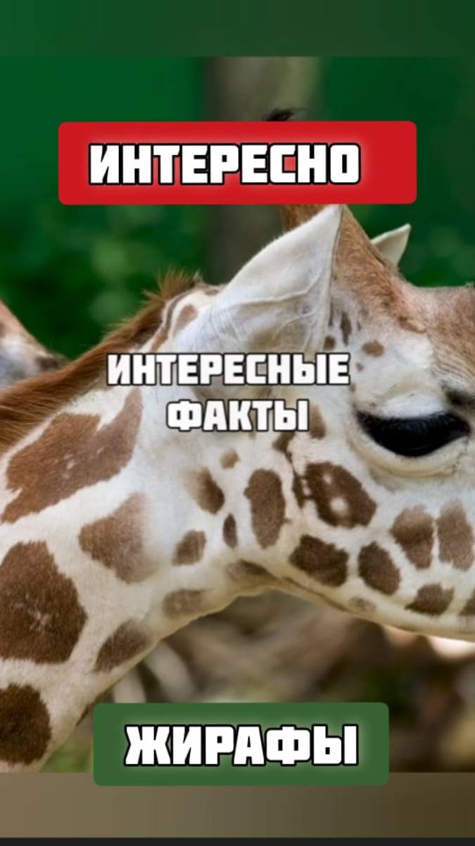 Интересные факты о жирафах. Тайны самого высокого животного в мире