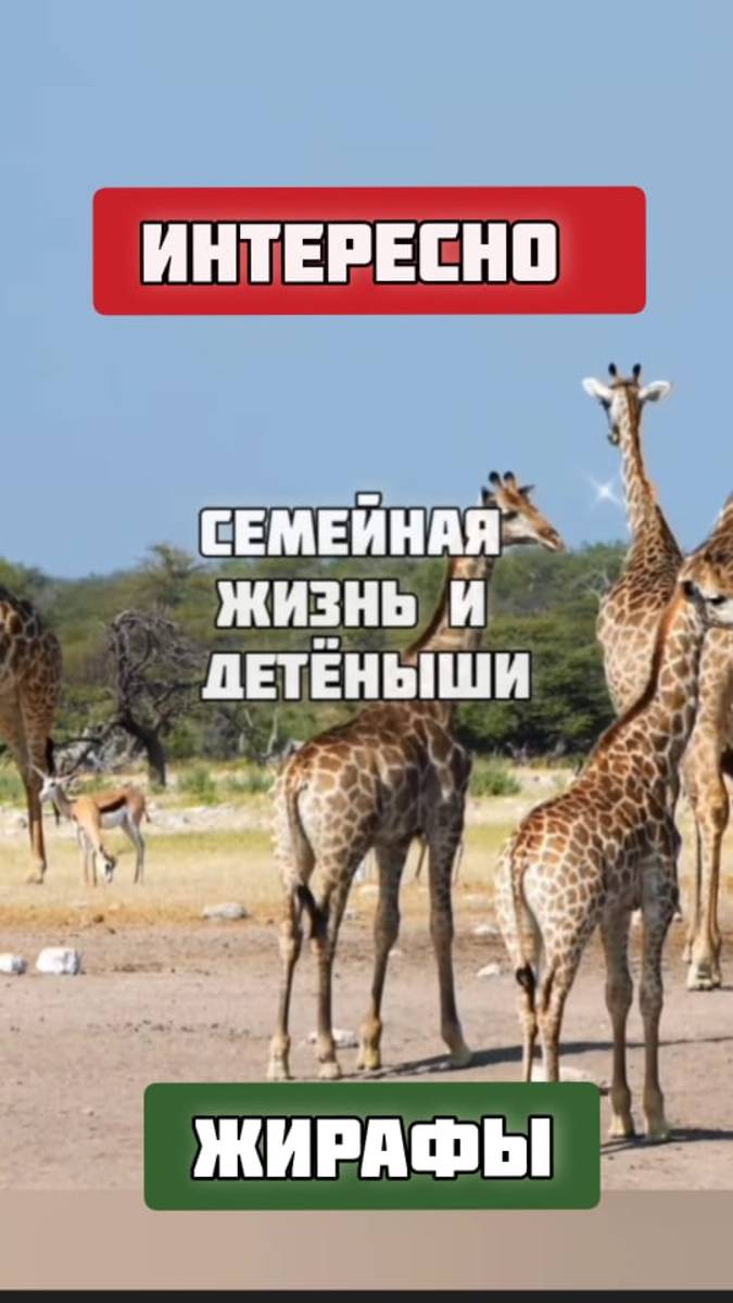 Жирафы. Семейная жизнь и детеныши. Тайны самого высокого животного в мире