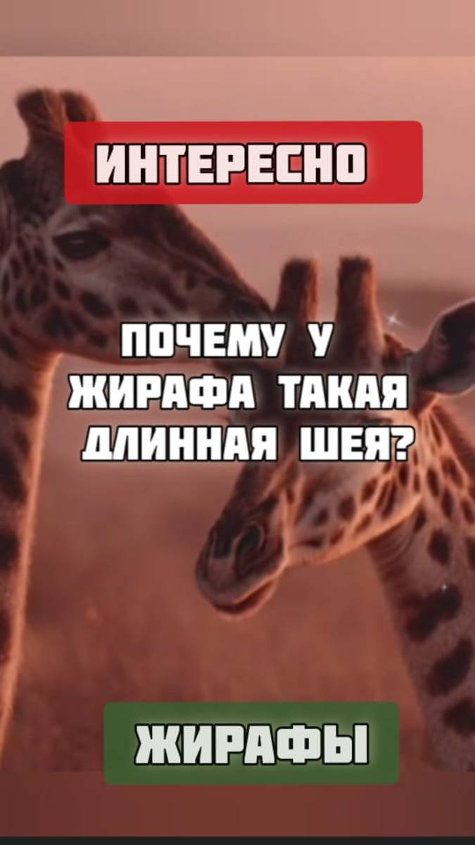 Почему у жирафа длинная шея. Тайны самого высокого животного в мире