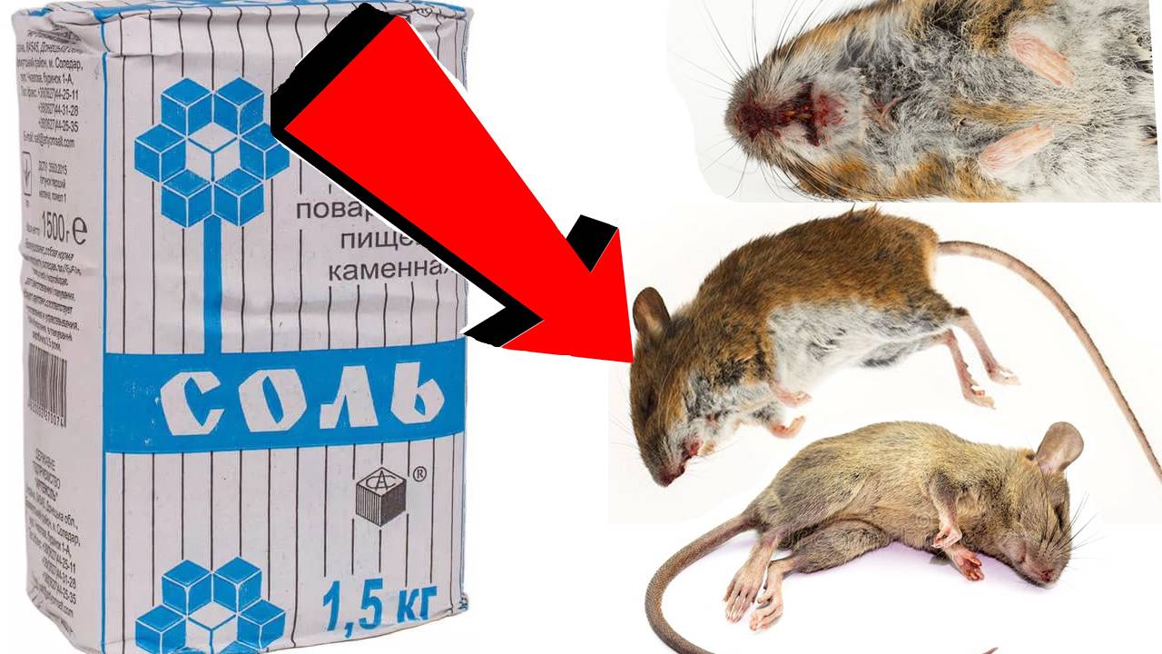 Как избавиться от мышей За 3 Секунды!!