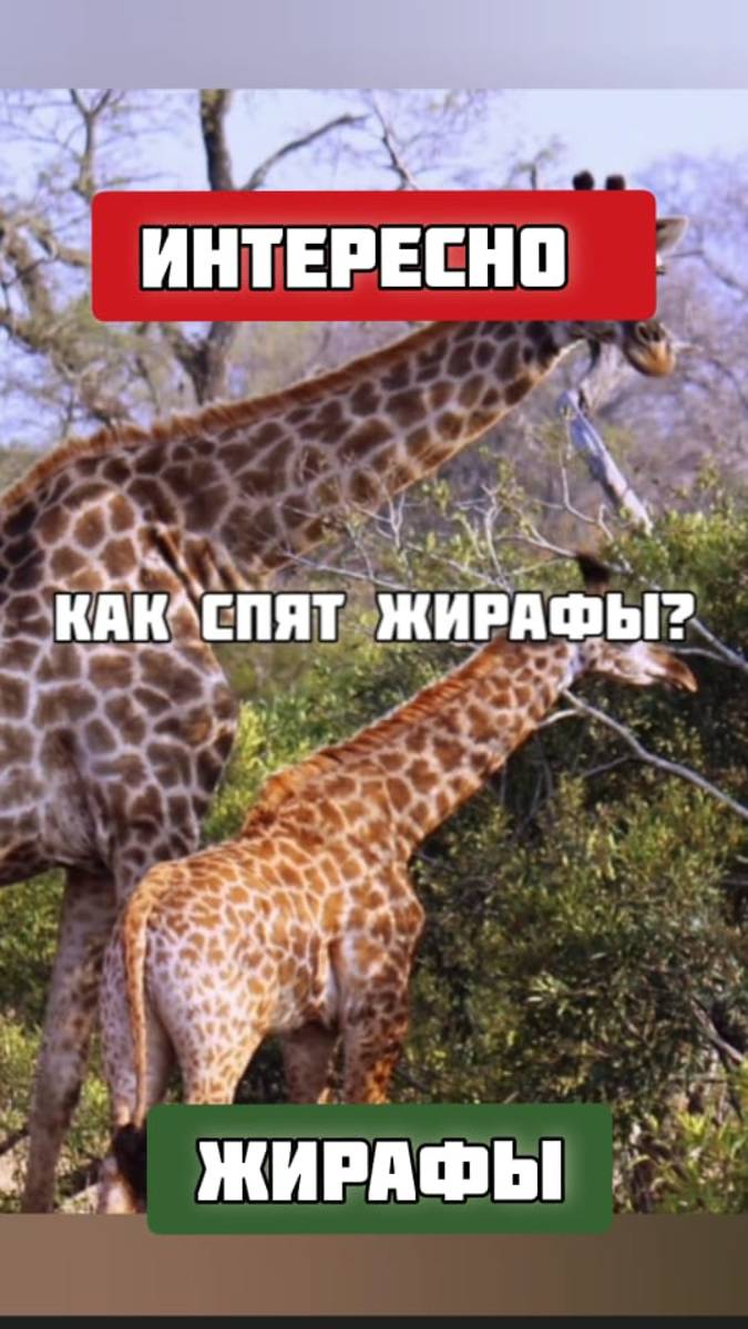 Как спят жирафы. Тайны самого высокого животного в мире