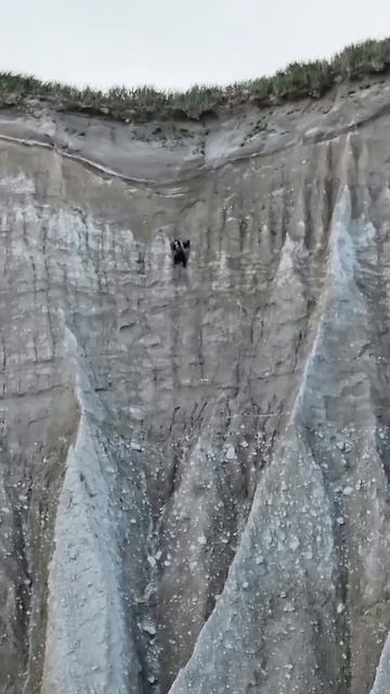 Медведь-альпинист! Это что-то!